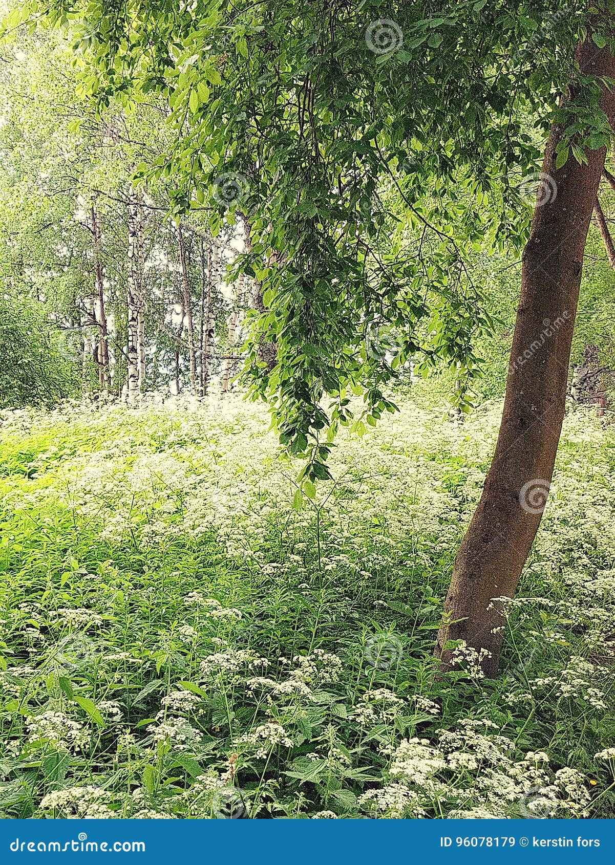 Summer stock image. Image of green, tree, flowers, summer - 96078179