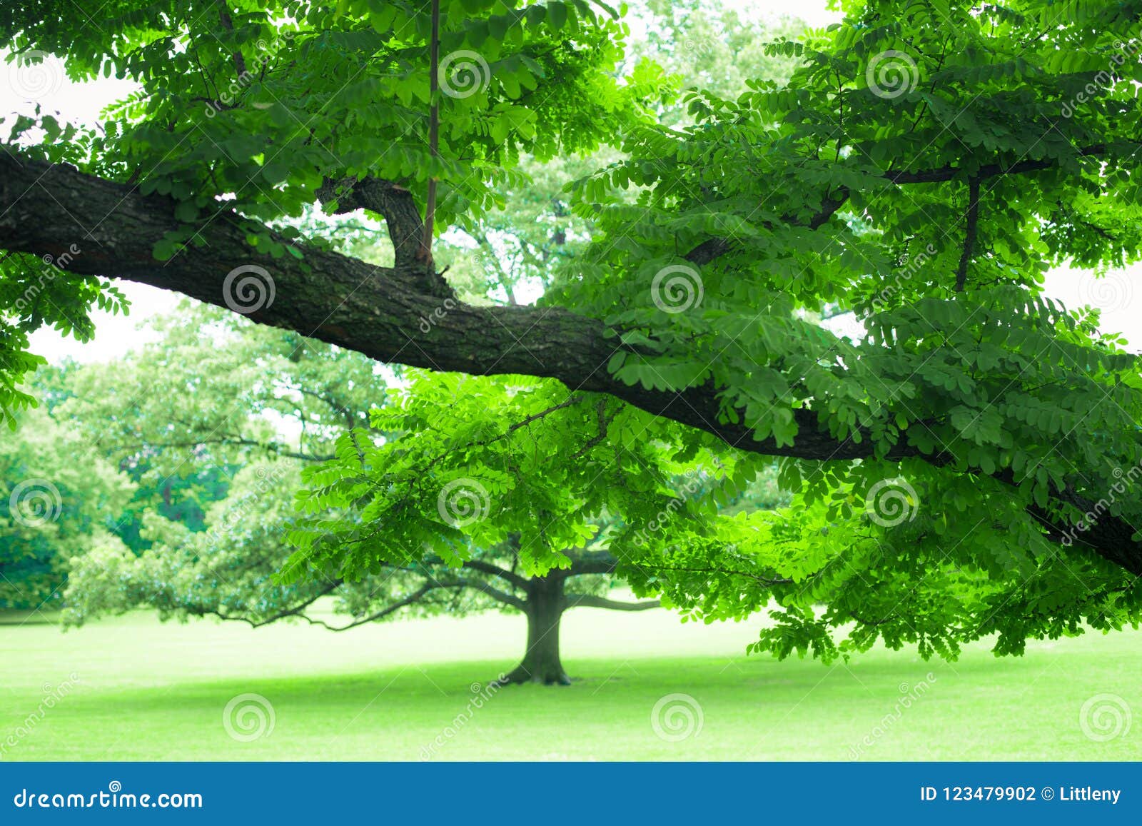 Summer Tree and Green Grass Stock Photo - Image of field, beautiful ...