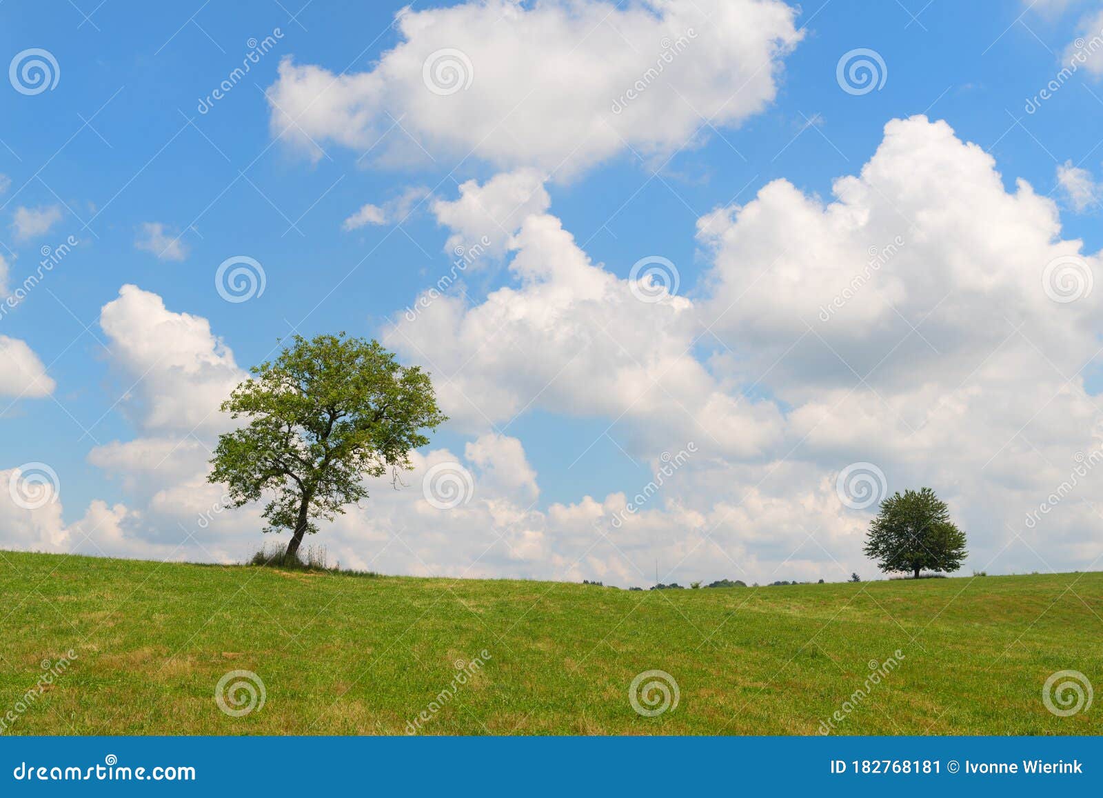 Summer tree in landscape stock image. Image of deciduous - 182768181