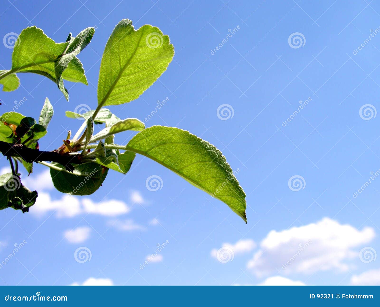 Summer tree leaf stock image. Image of color, flora, plant - 92321