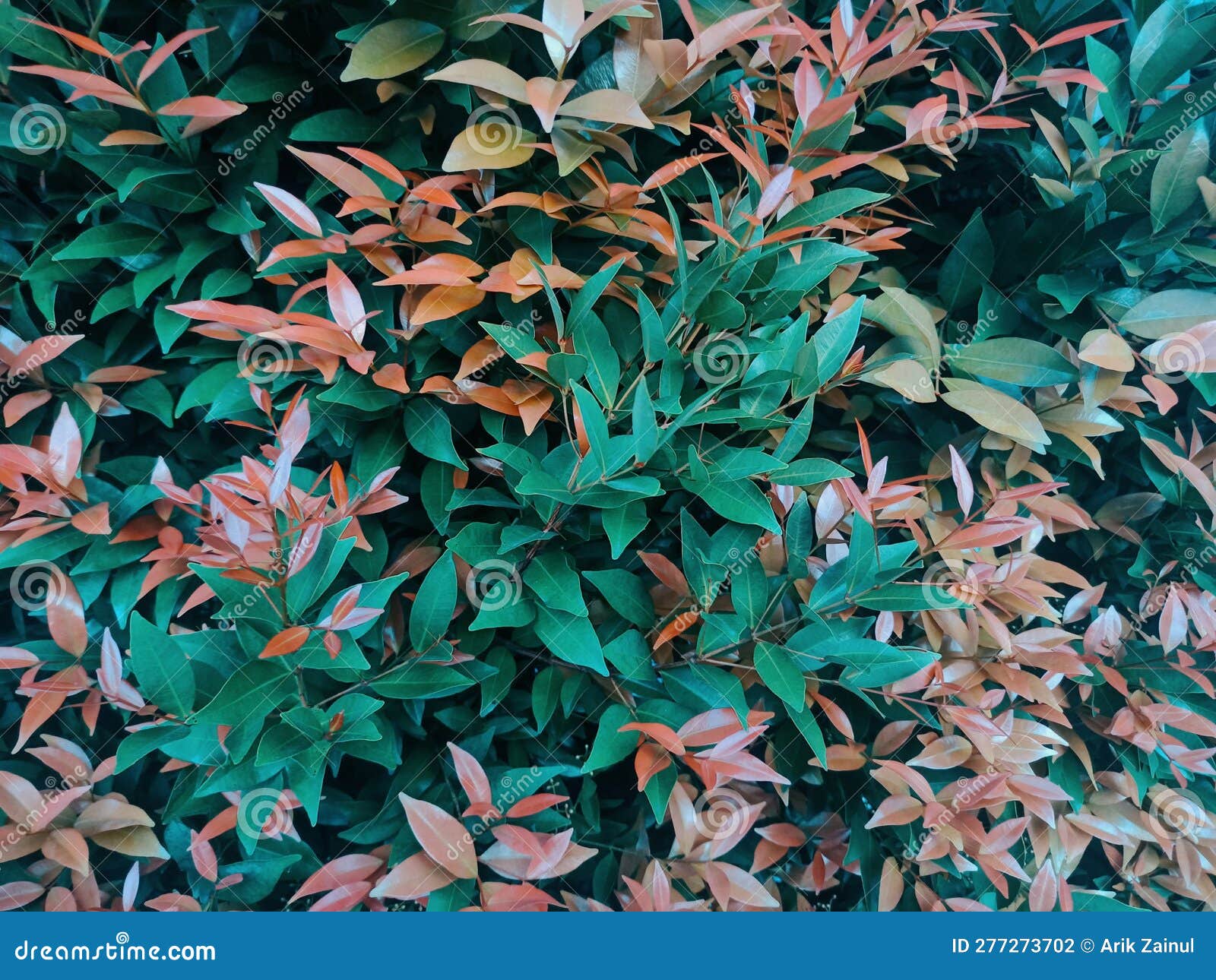 Summer Tree Leaves in the Yard Stock Photo - Image of season, green ...