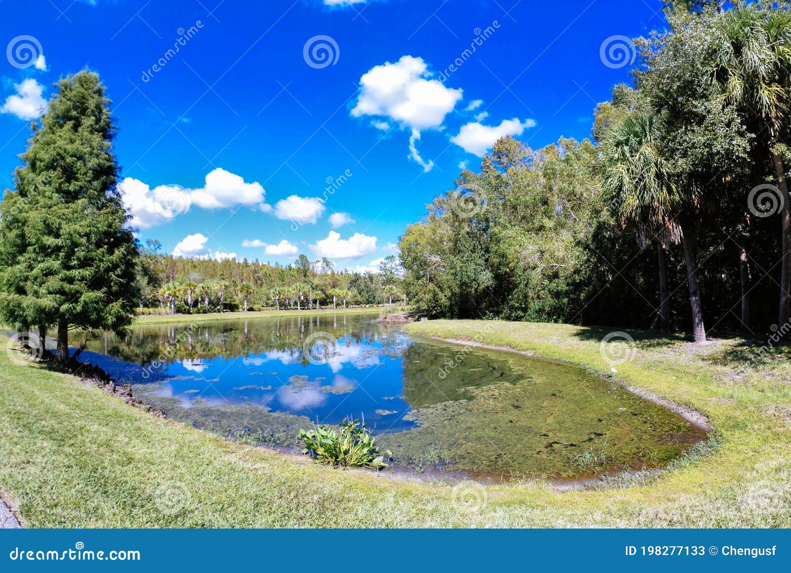 Summer Tree, Pond and White Cloud Stock Image - Image of grass, blue ...