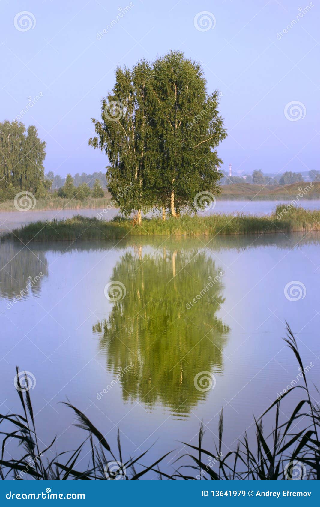Summer Tree Reflected in Water Stock Image - Image of foliage, clear ...