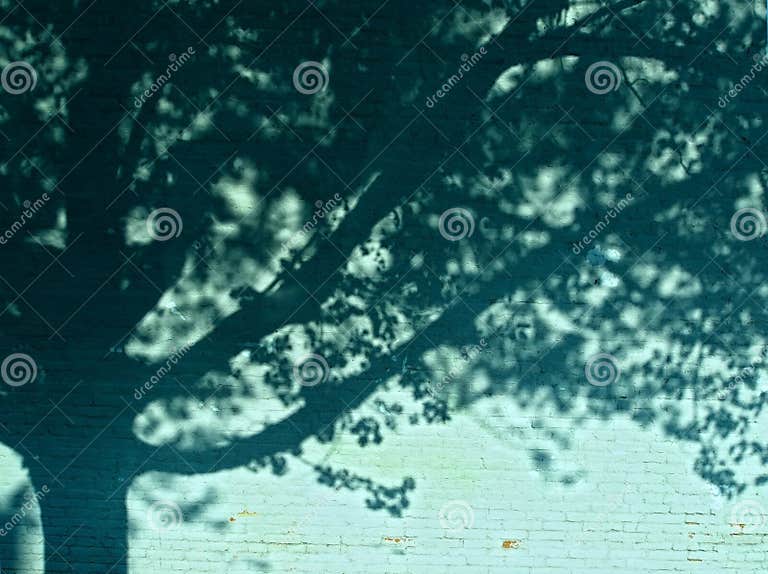 Summer Tree Shadow Background Stock Image - Image of grunge, wall: 26021107