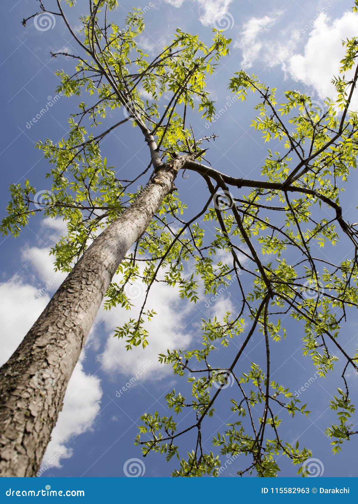 Summer Tree in the Sun Rays Stock Image - Image of lonely, fresh: 115582963