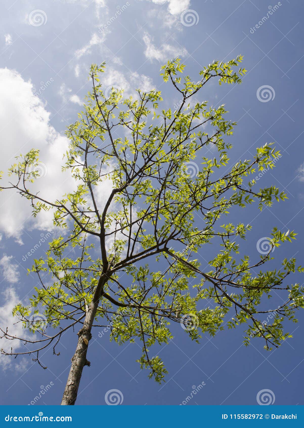 Summer Tree in the Sun Rays Stock Photo - Image of close, closeup ...