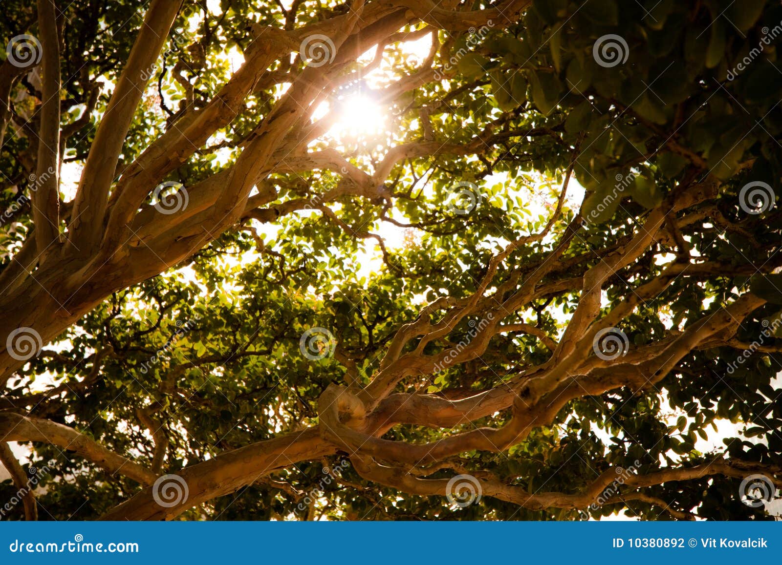 Summer Tree with Sun Shining Stock Photo - Image of resting, paris ...