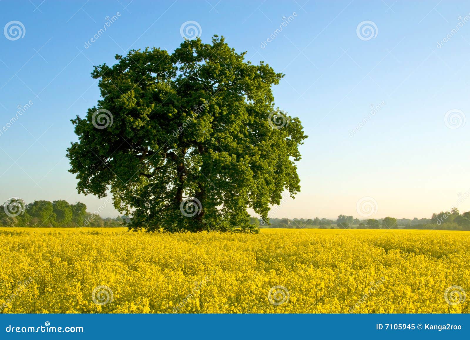 SUmmer Tree in Yellow Field Stock Image - Image of leaf, surround: 7105945