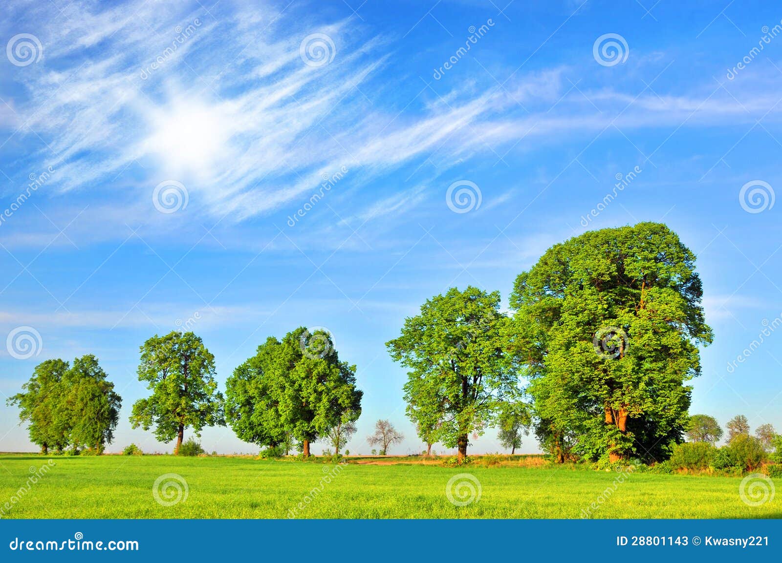 Summer trees stock image. Image of solitude, landscape - 28801143