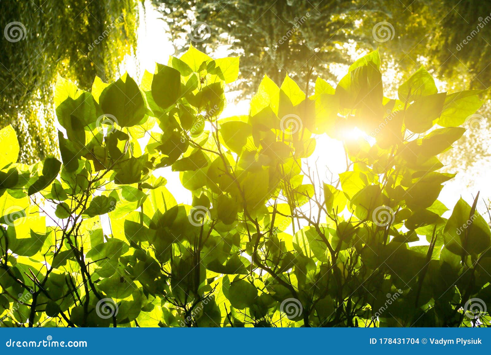 Summer Trees and Leaves with Sun. Nature Concept Stock Photo - Image of ...