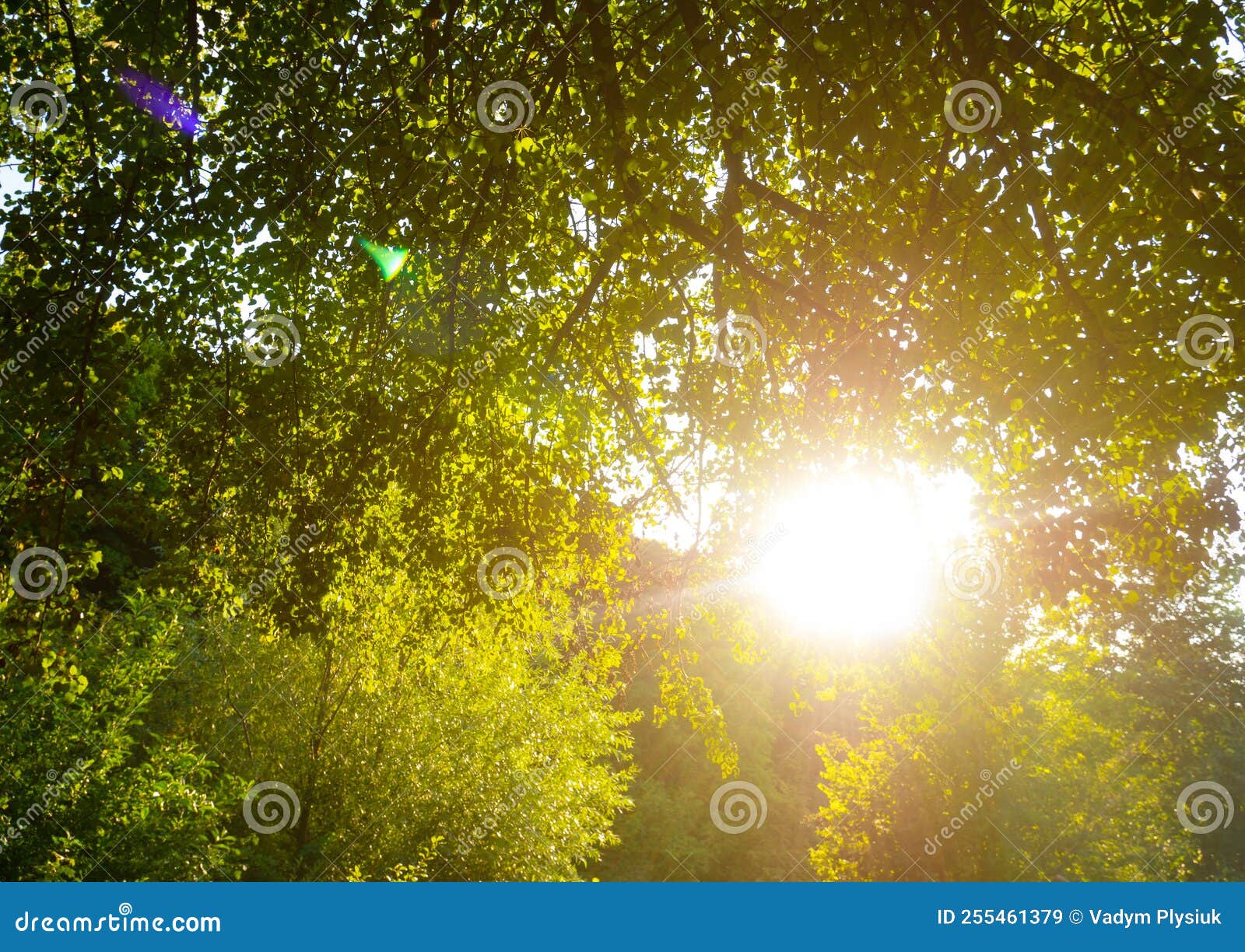 Summer Trees and Leaves with Sun. Nature Concept Stock Image - Image of ...