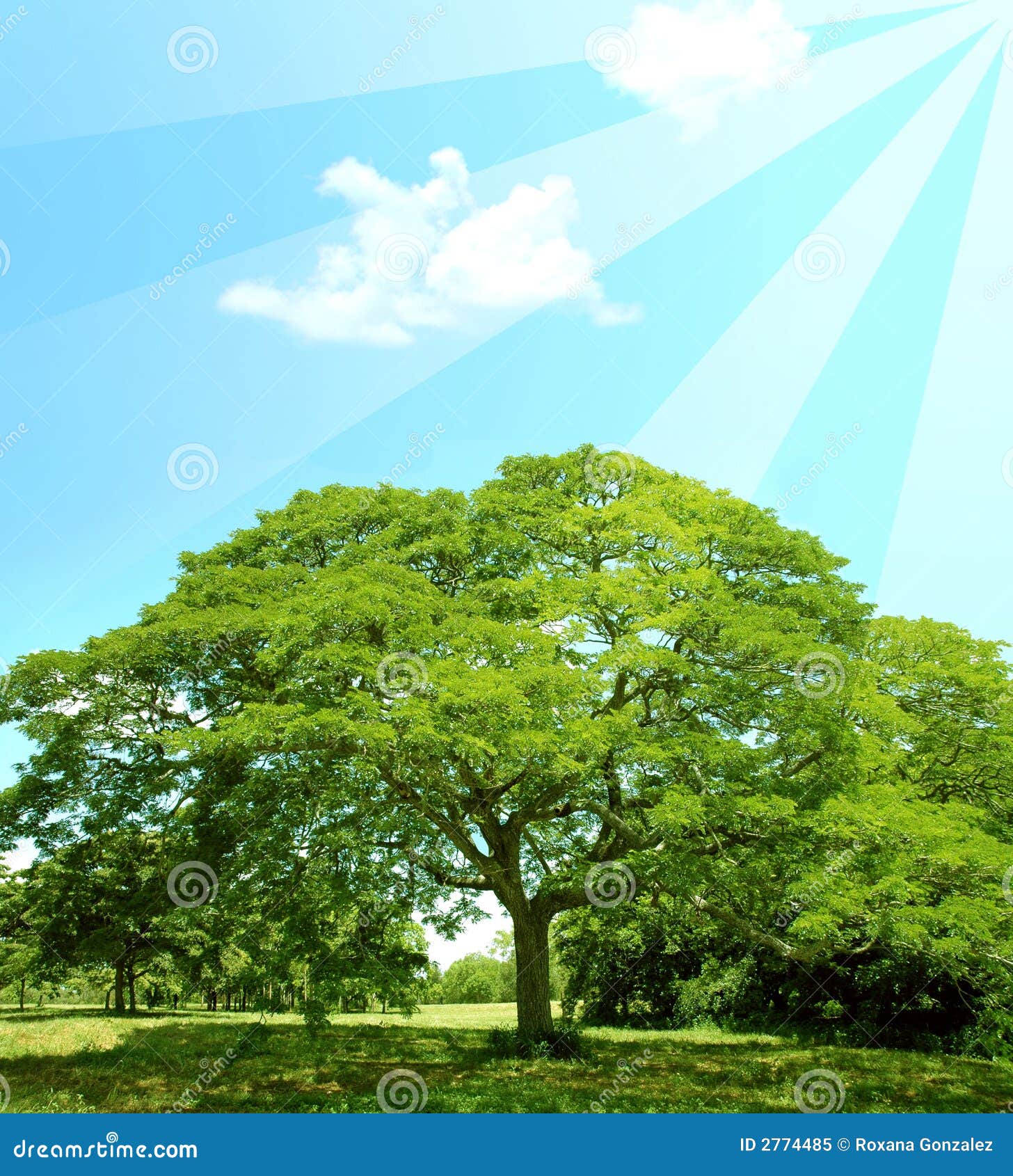 Summer trees and sun rays stock image. Image of alone - 2774485
