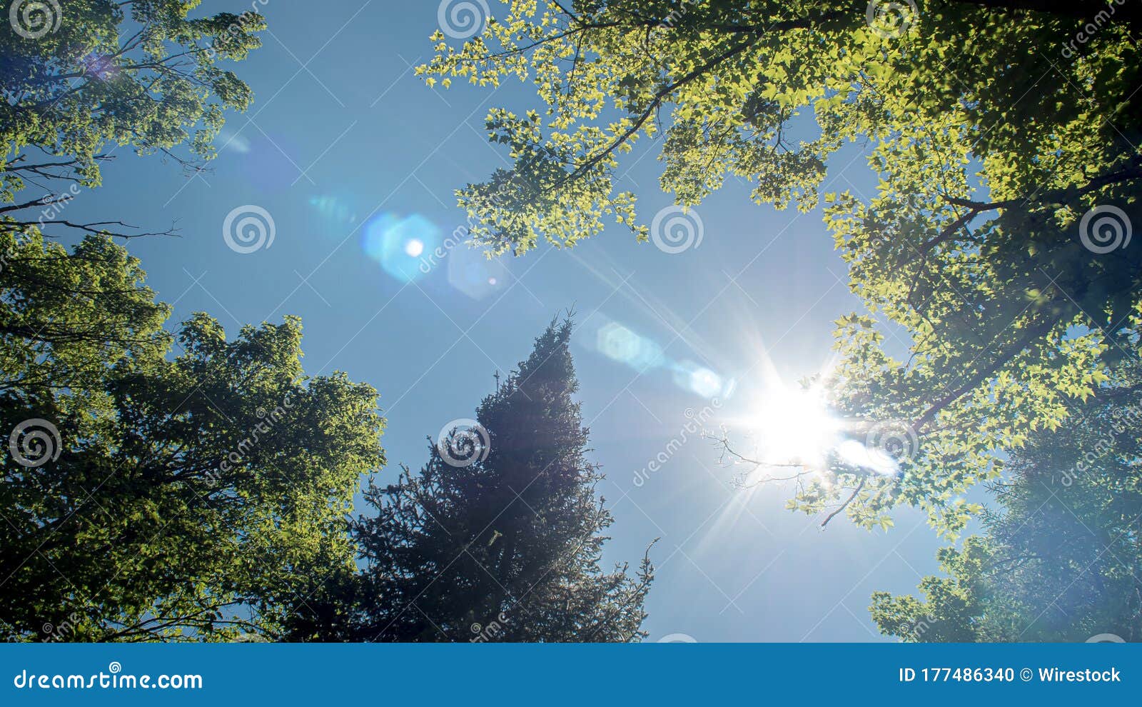 Summer trees and sunny sky stock photo. Image of summer - 177486340