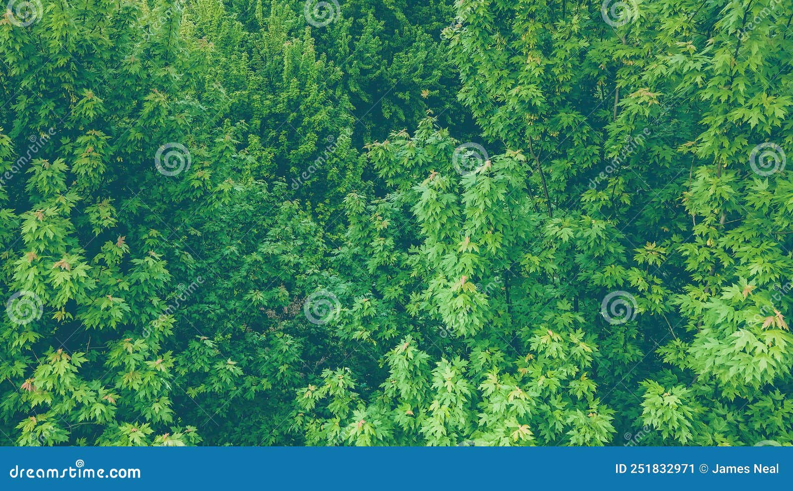 Summer Trees and Their Leaves Stock Image - Image of woods, rural ...