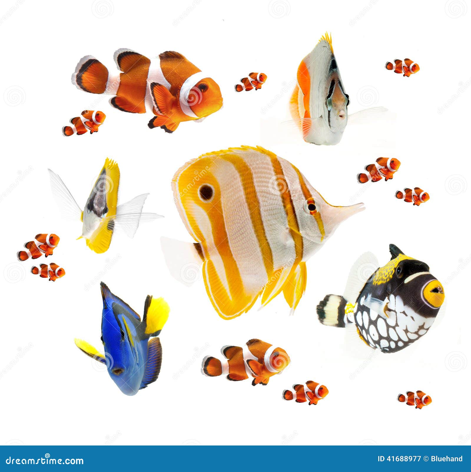 Summer Tropical Reef Fish Collection Isolated on White Background Stock ...