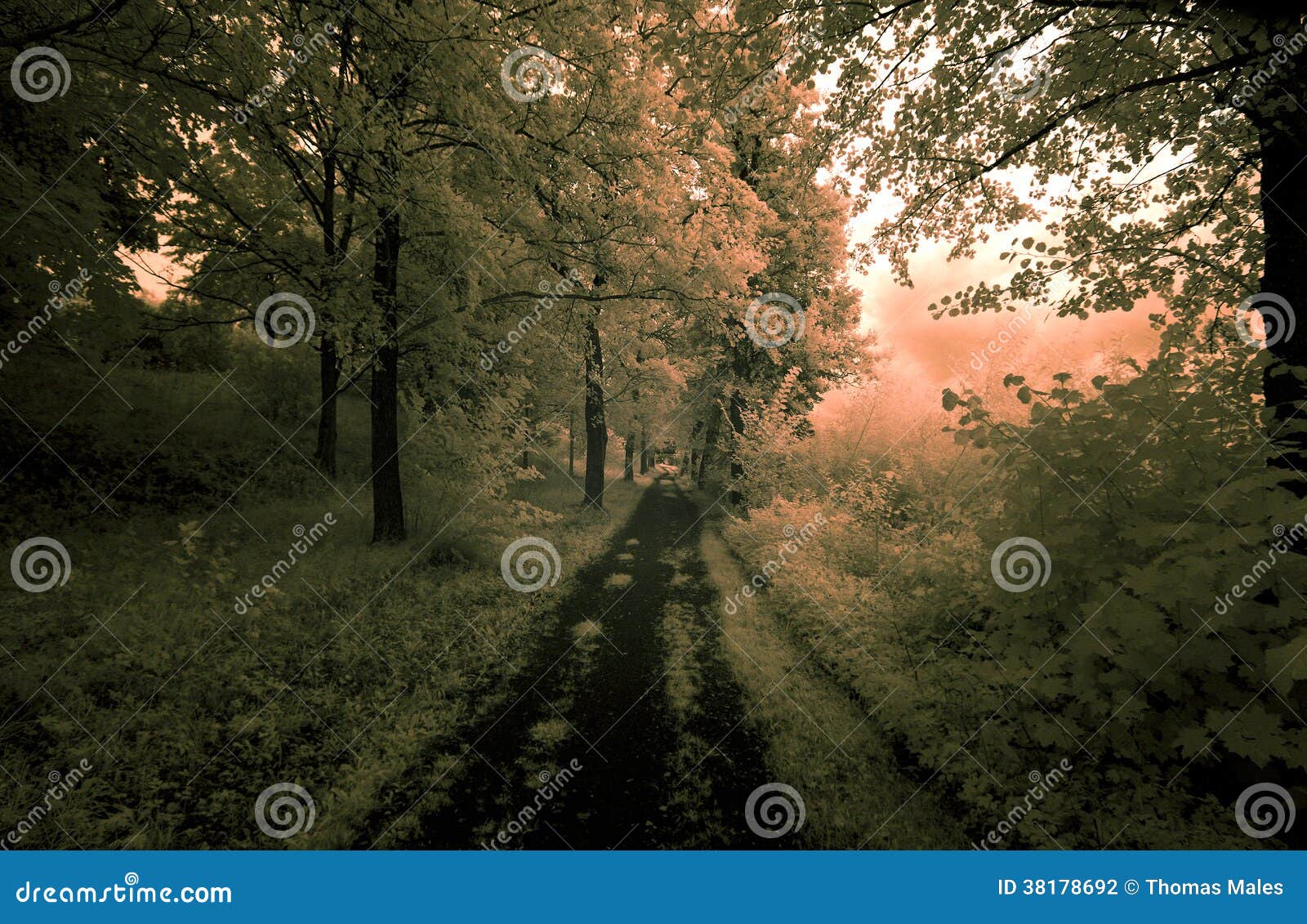 Summer twilight road stock photo. Image of flora, countryroad - 38178692