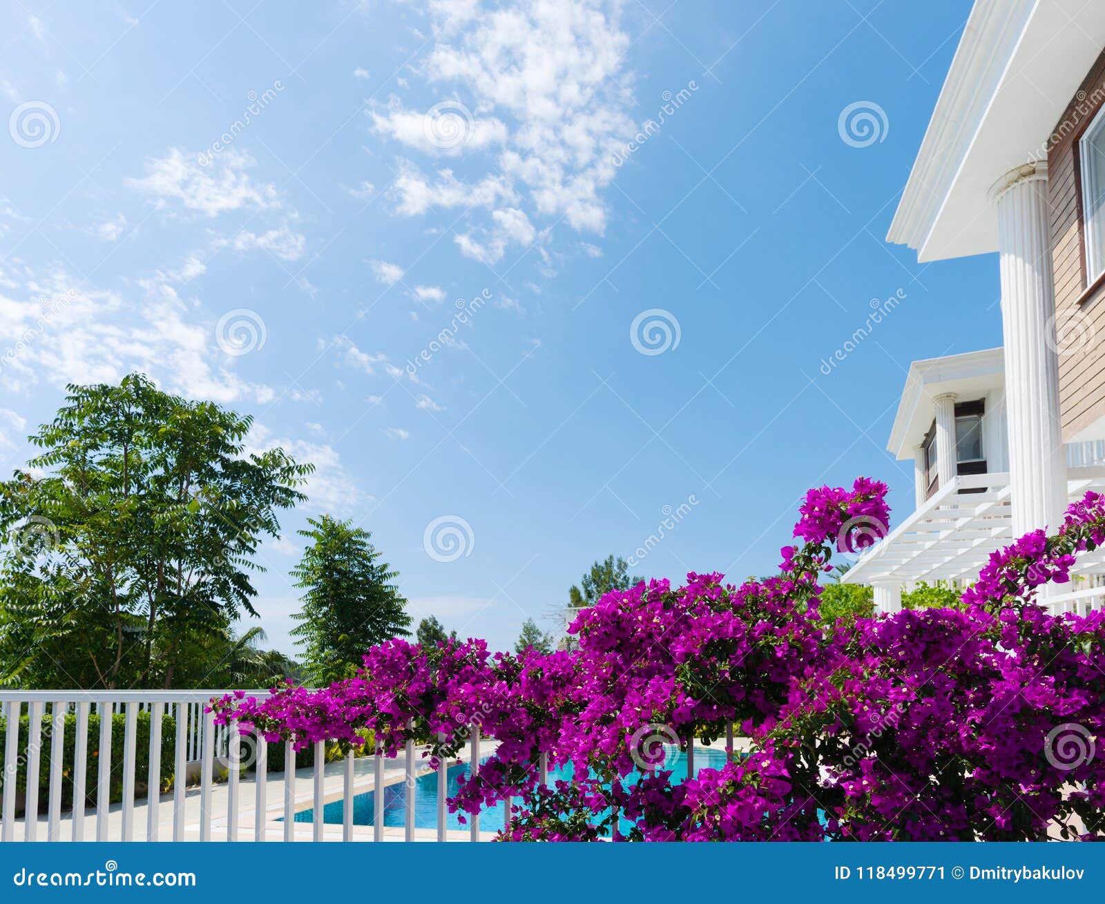 Summer Vacation at the Villa. Beautiful Flowering Tree in the Yard ...
