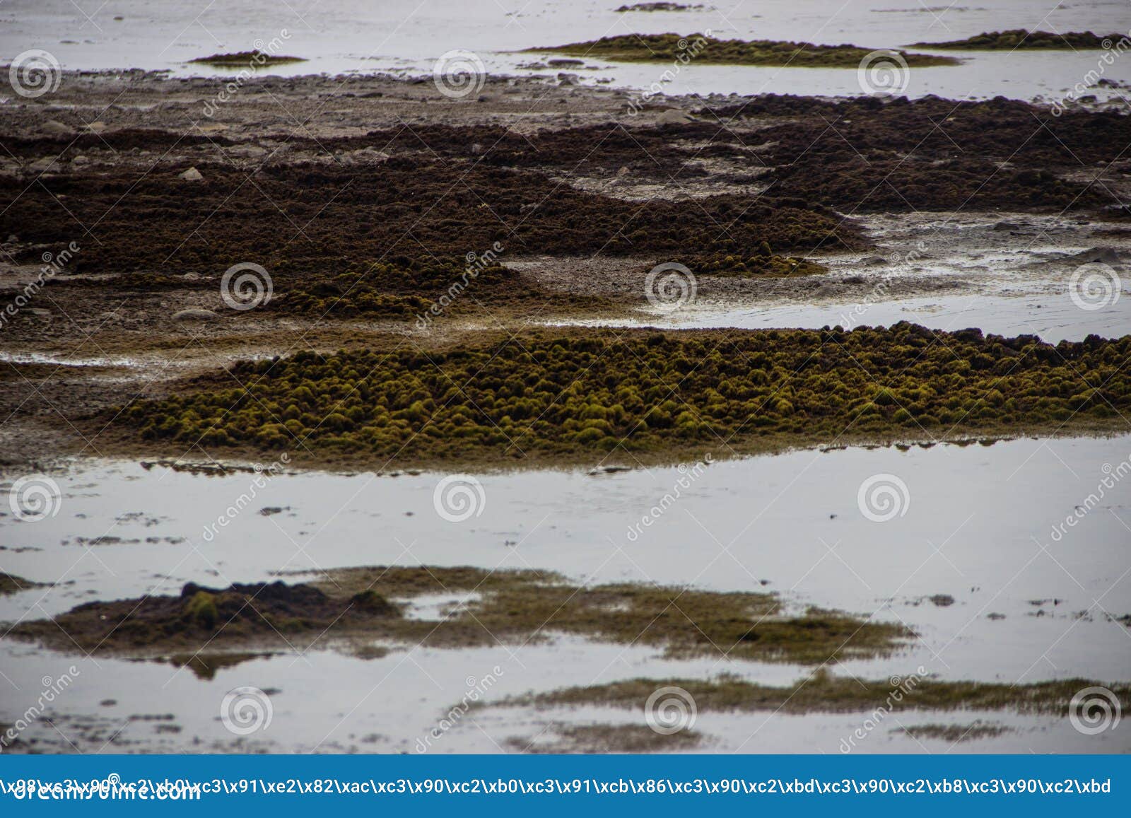 Plants in the arctic stock image. Image of marsh, mudflat - 210878841