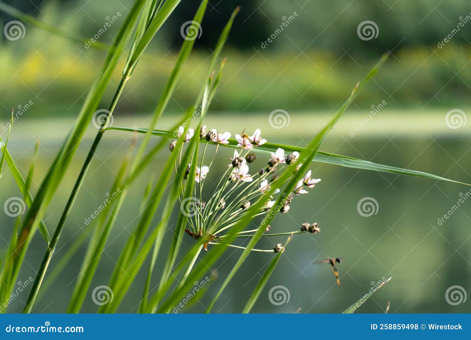 Summer Vegetation by the River Stock Photo - Image of river, summer ...