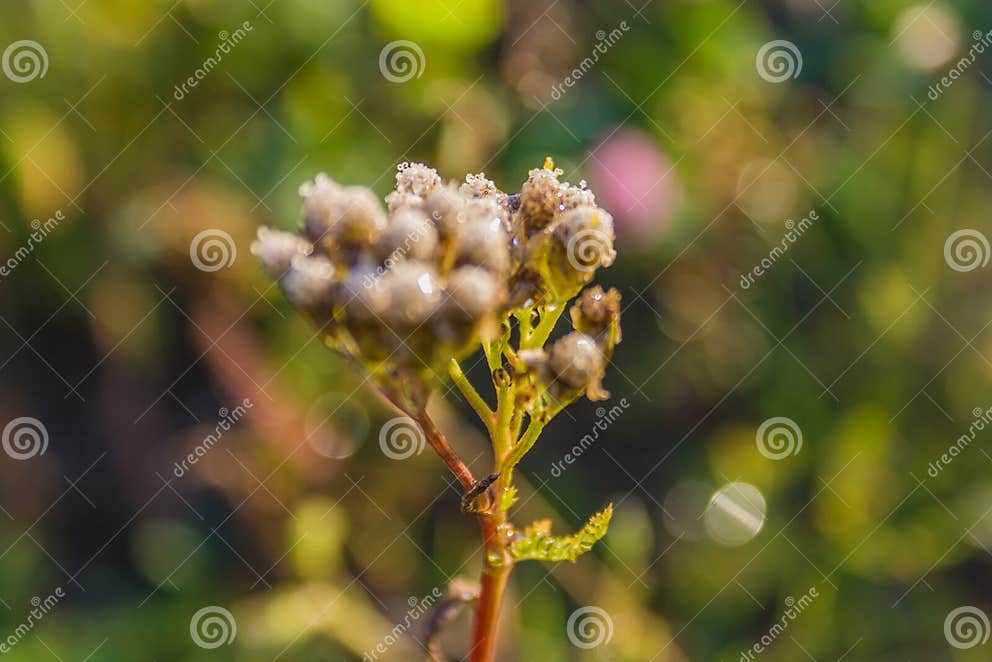 Summer Vegetative Background Stock Photo - Image of calmness, insect ...