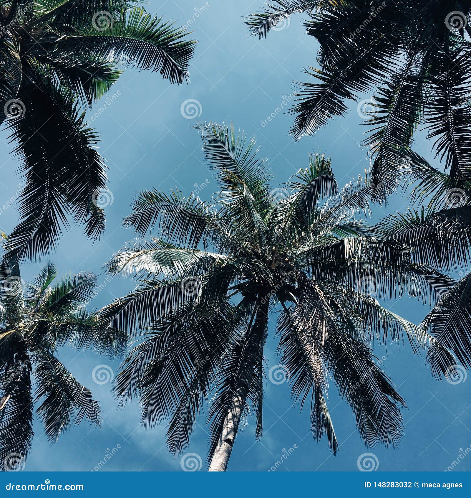 Summer vibe stock photo. Image of vibe, trees, tropical - 148283032