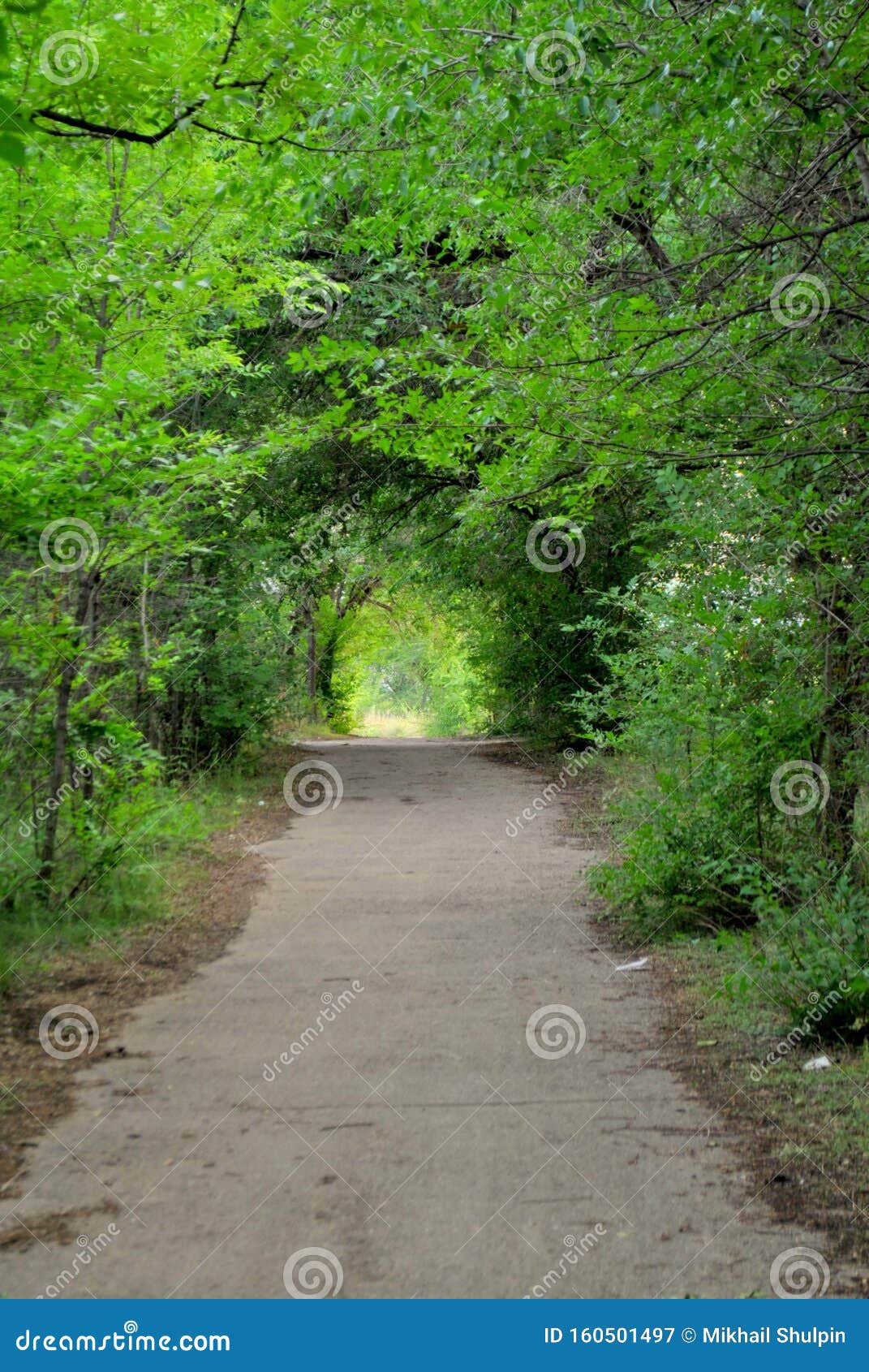 Summer View of an Asphalt Path Overgrown with Trees and Bushes. Stock ...