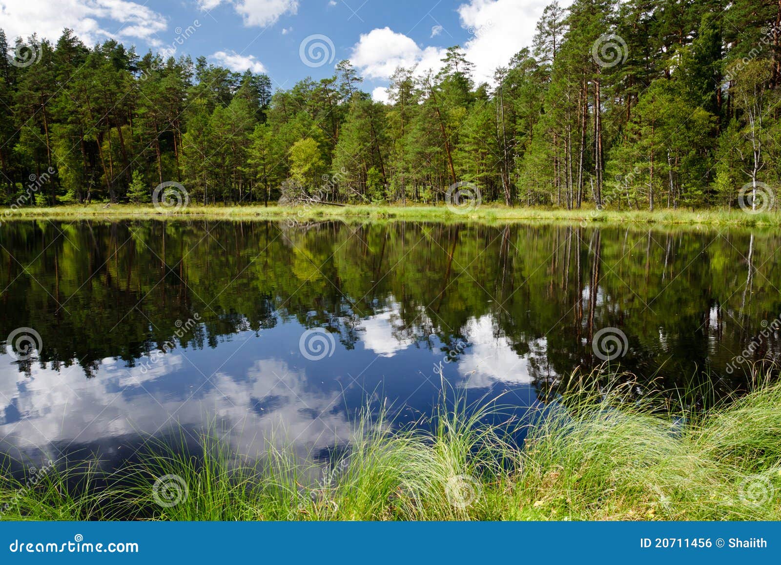 Summer view of the lake stock photo. Image of summer - 20711456