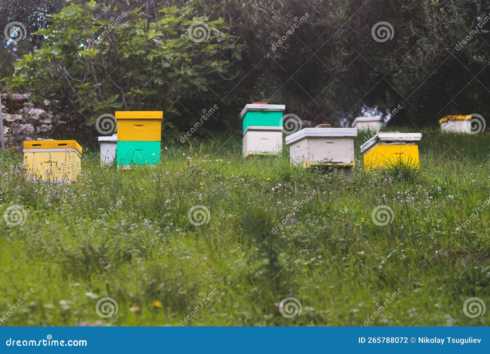 Swarm Of Bees Clustered On A Tree Protecting Their Queen Royalty-Free ... Swarm Of Bees Clustered On A Tree Protecting Their Queen Royalty-Free ...