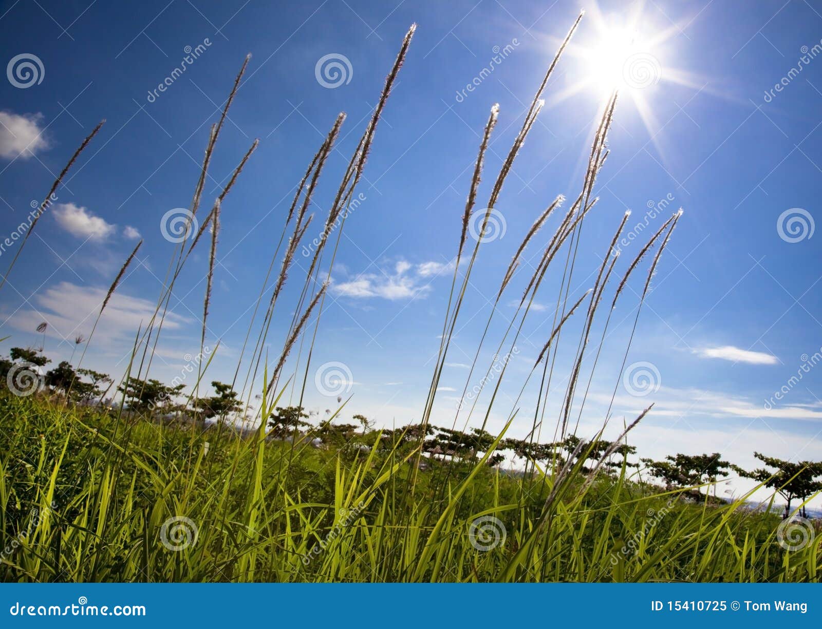 Summer view with sunlight stock image. Image of grass - 15410725
