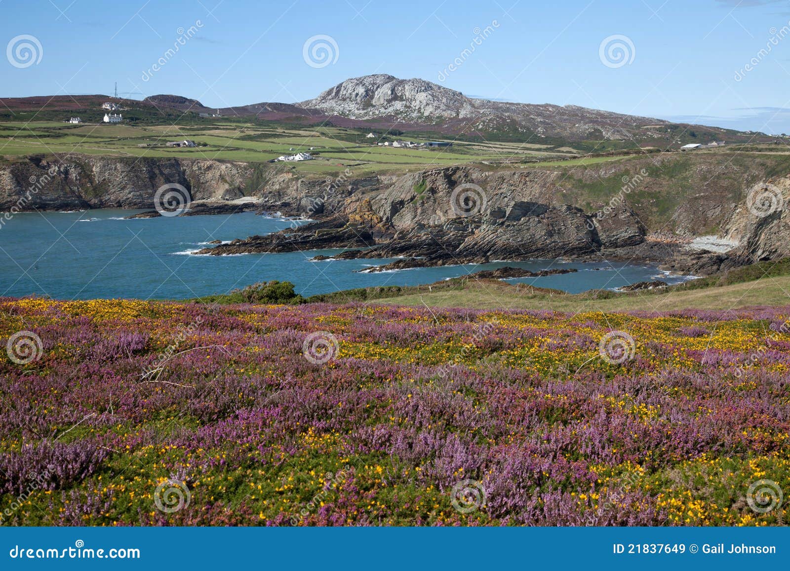 Summer views stock image. Image of anglesey, yellow, heather - 21837649