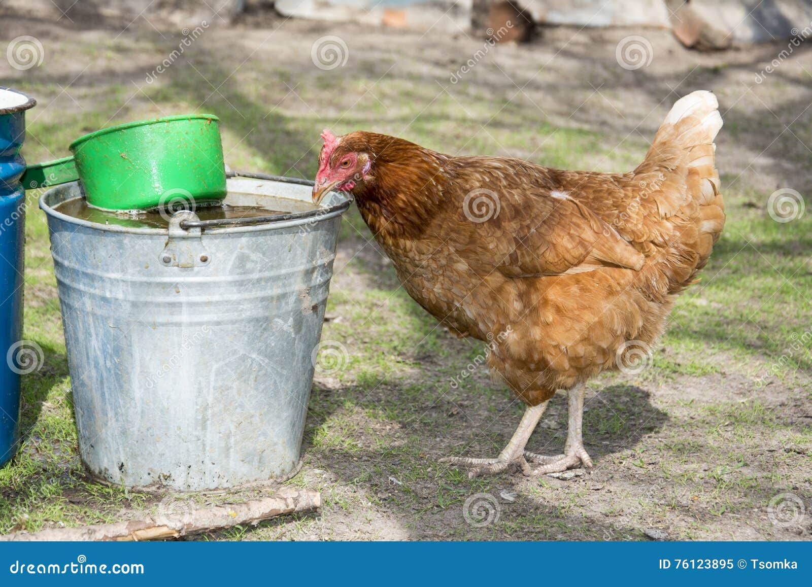 In Summer, the Village in the Courtyard of the Hen Drinks Water. Stock ...