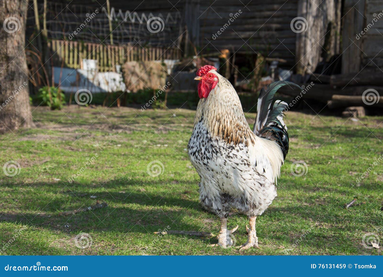 In Summer the Village is a Rooster on the Grass. Stock Image - Image of ...