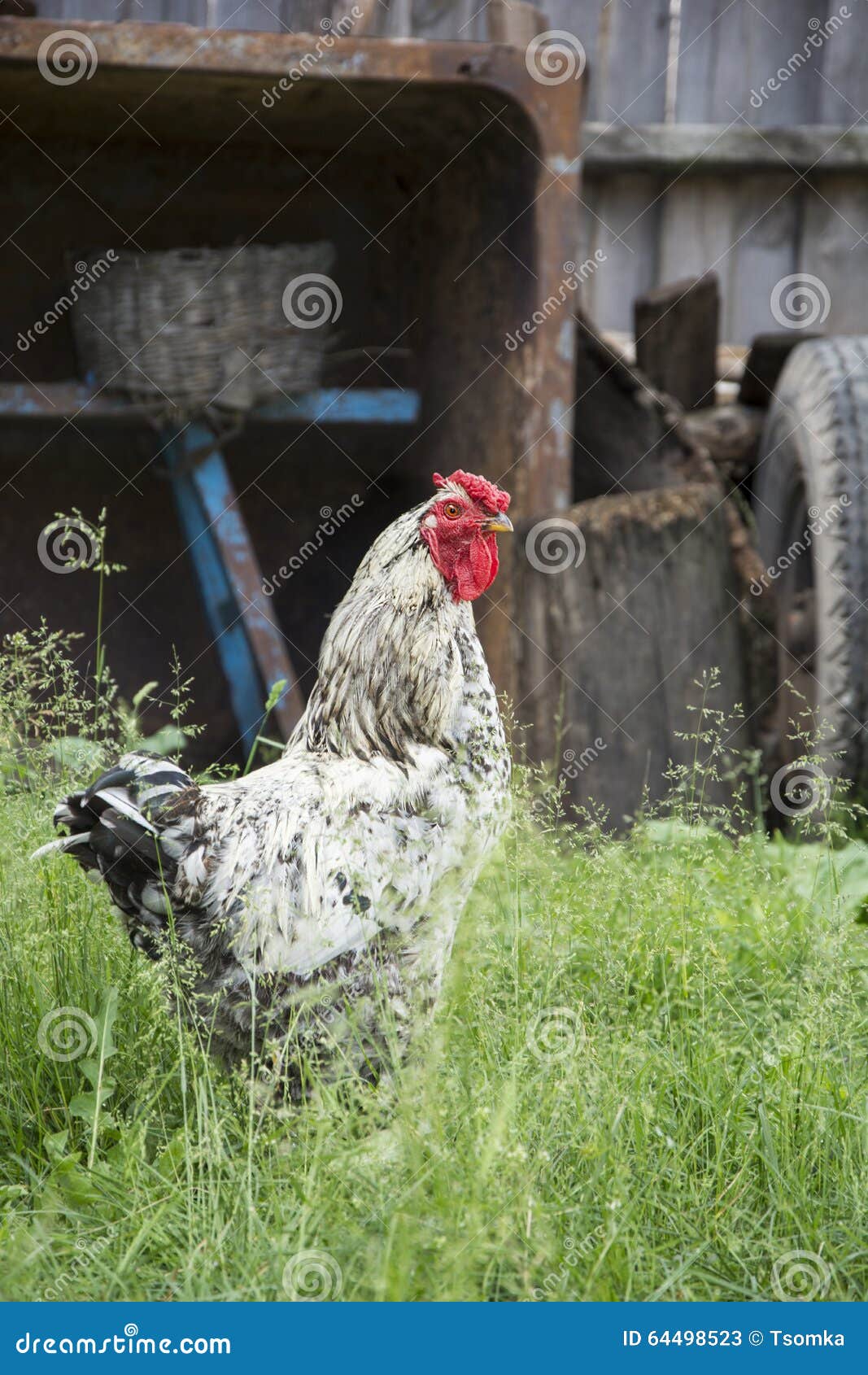 In Summer, the Village in the Yard in the Grass is a Rooster. Stock ...