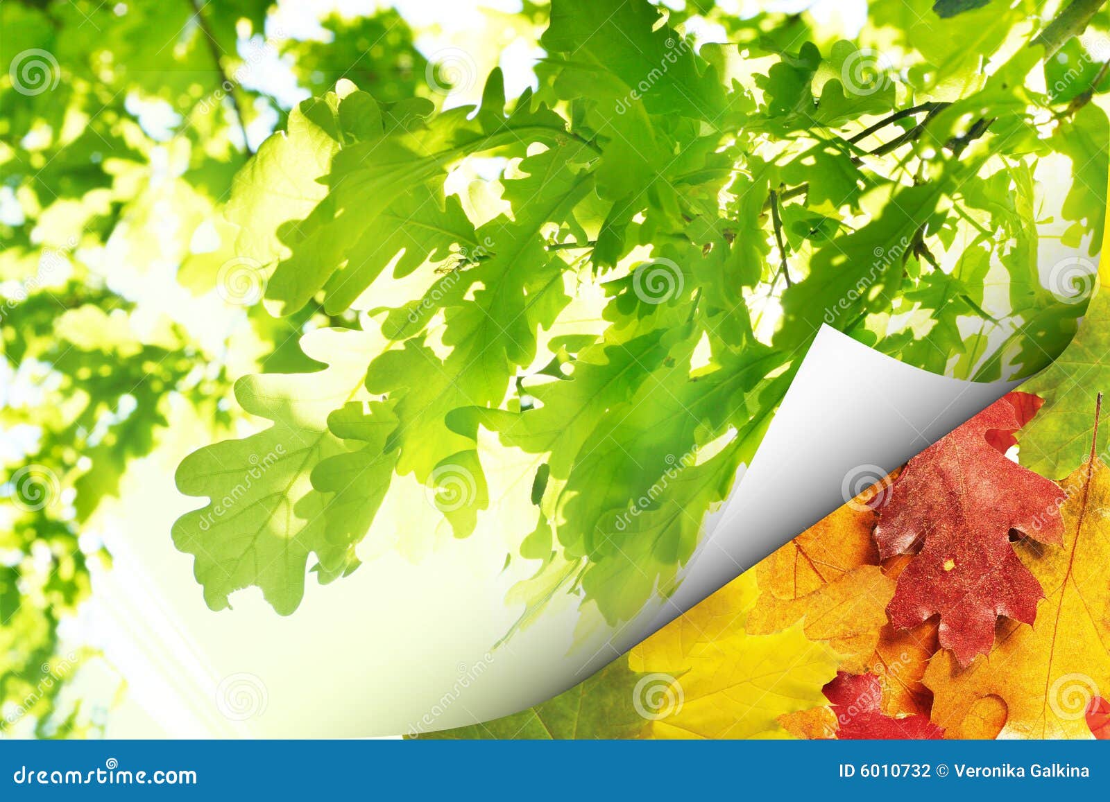 Summer Vs Autumn Background Stock Photo - Image of branches, freshness ...