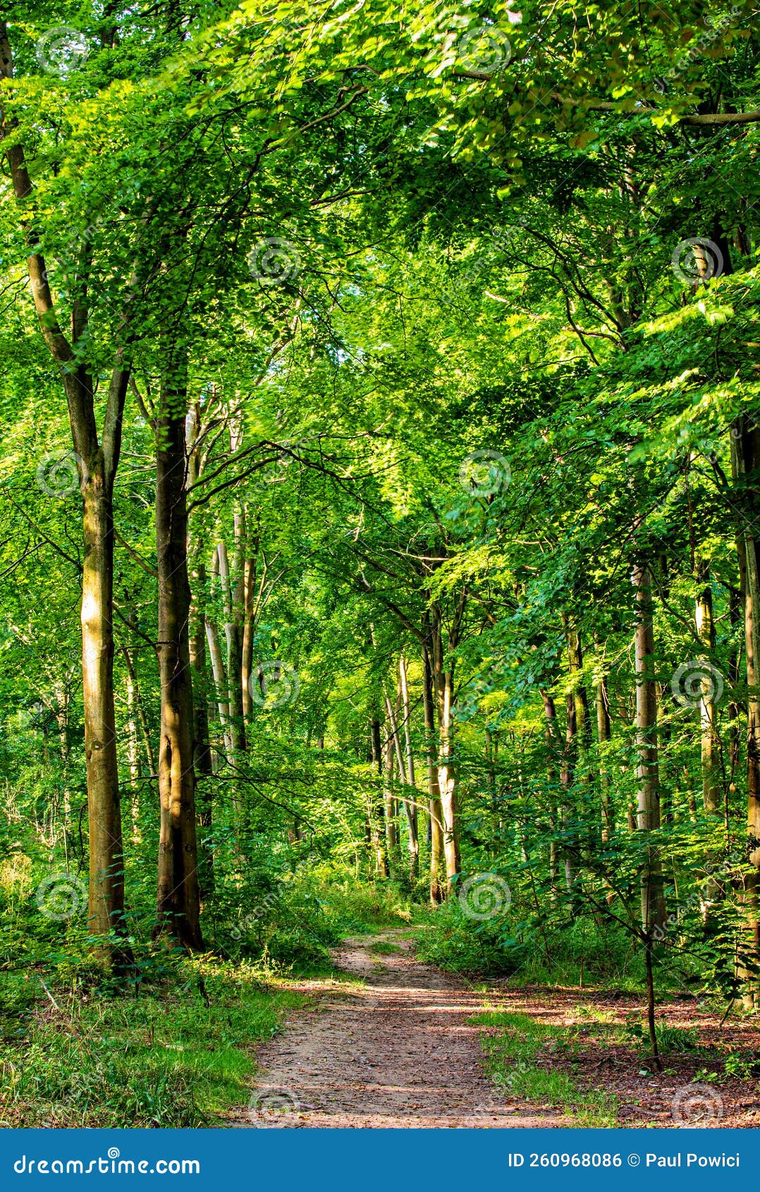 An Summer Walk Along a Forest Path with Over Arching Trees Stock Photo ...