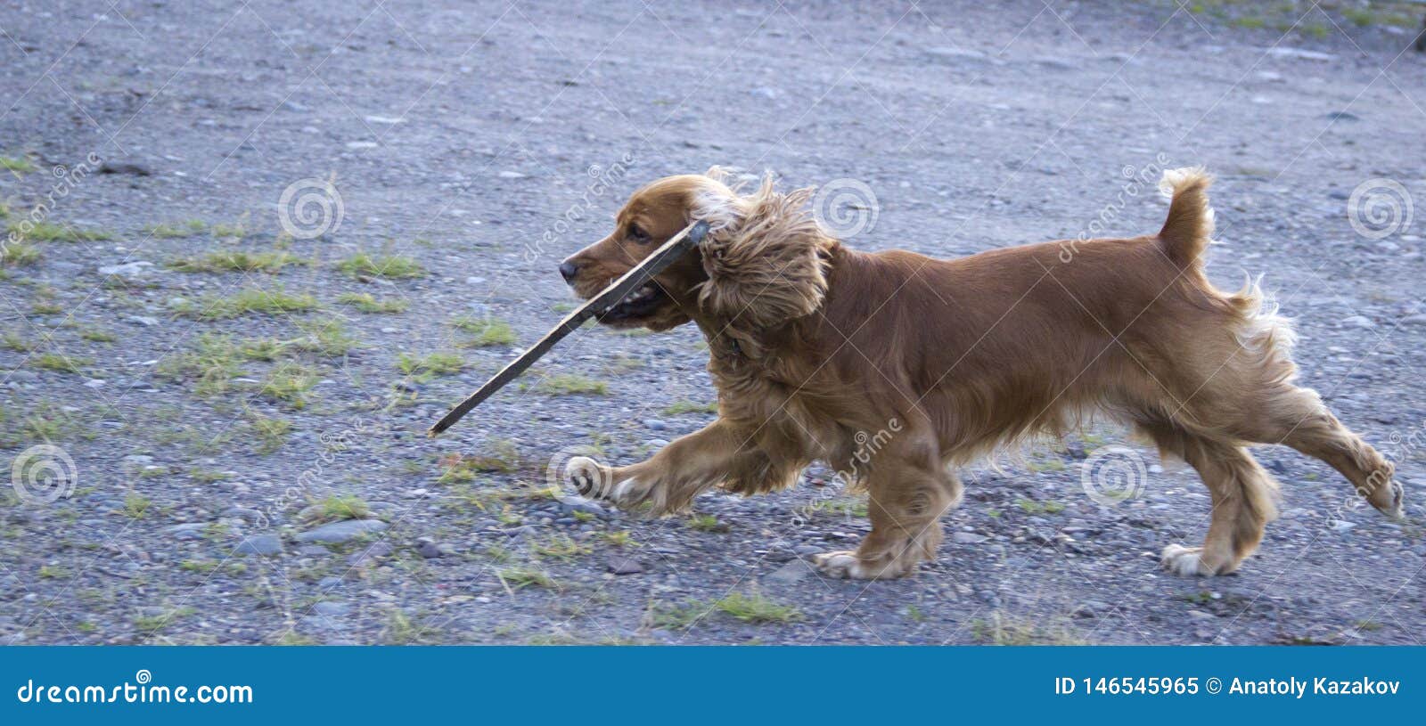 Summer Walk with Cocker Spaniel Stock Image - Image of domestic ...