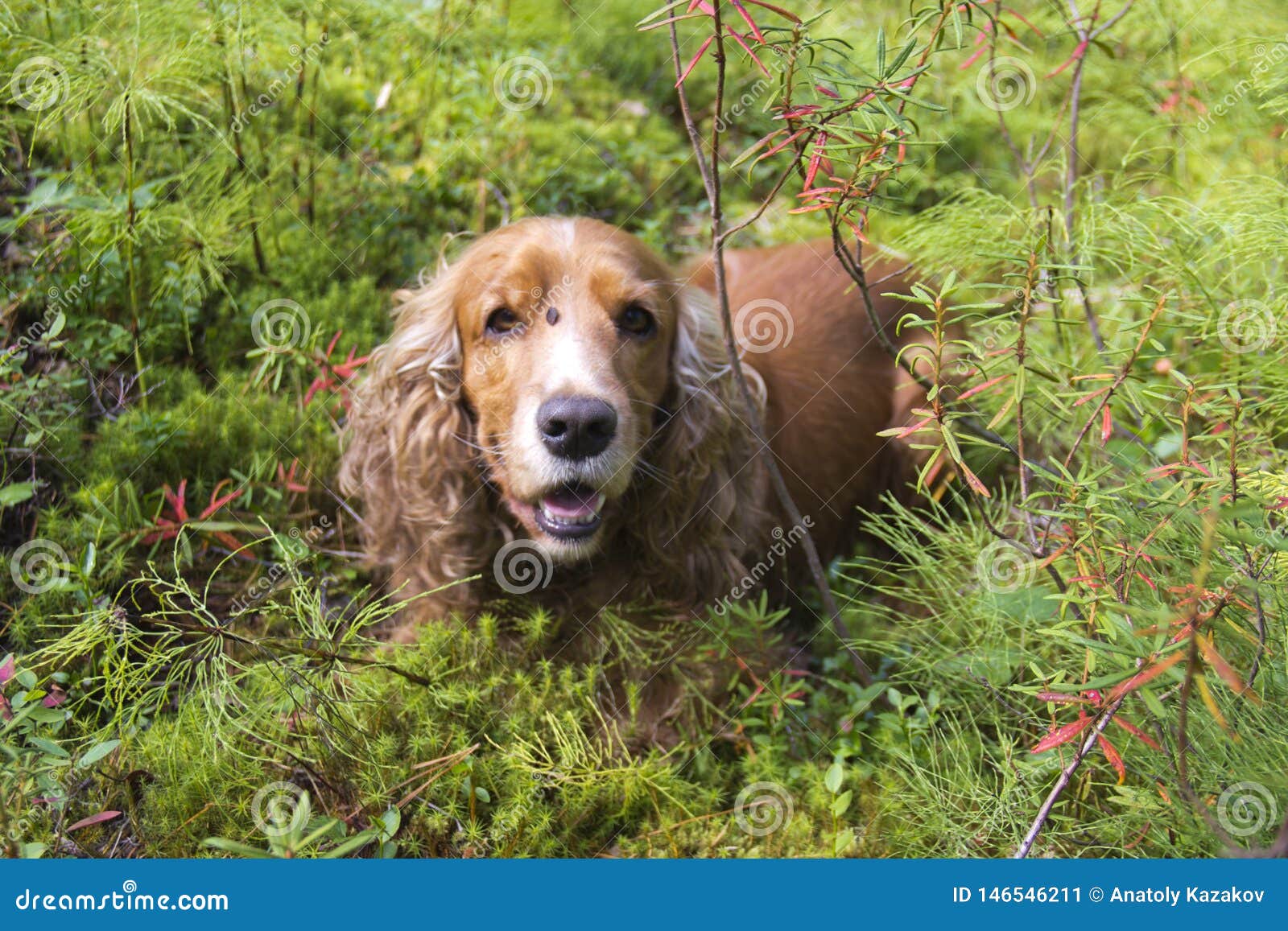 Summer Walk with Cocker Spaniel Stock Image - Image of garden, canine ...