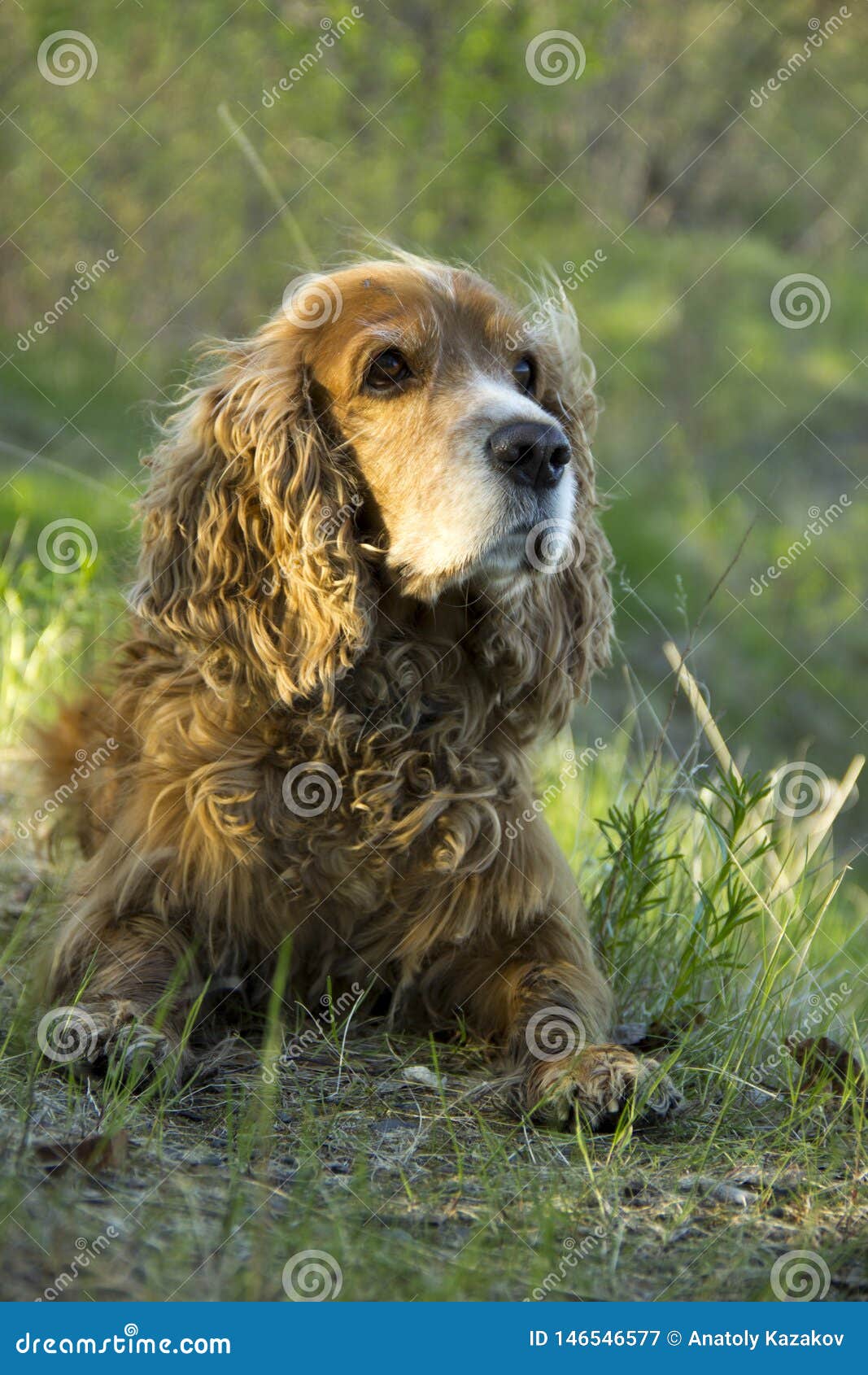 Summer Walk with Cocker Spaniel. Stock Image - Image of hunting, flora ...