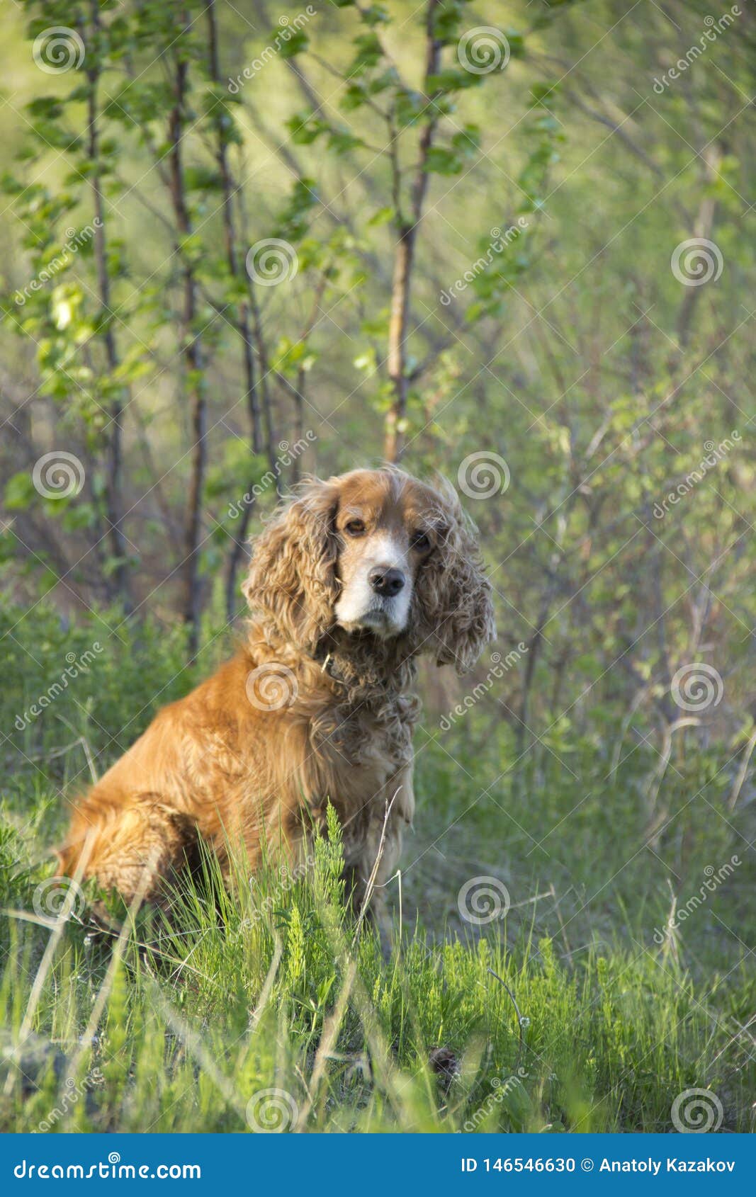 Summer Walk with Cocker Spaniel. Stock Photo - Image of country, active ...