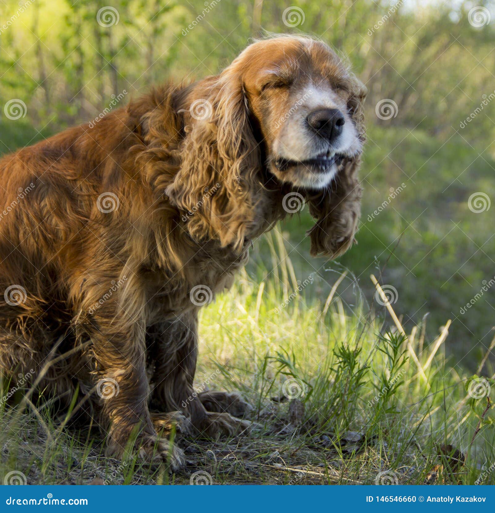 Summer Walk with Cocker Spaniel. Stock Photo - Image of happy, summer ...