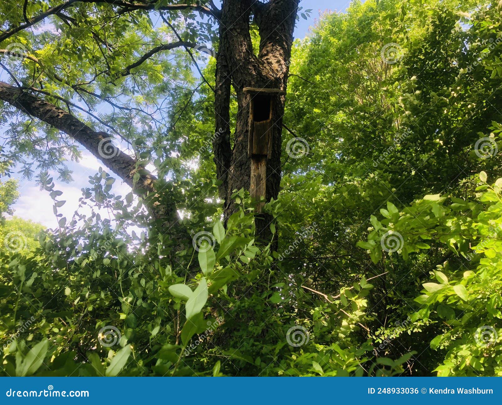 Summer walk in the Park stock photo. Image of field - 248933036