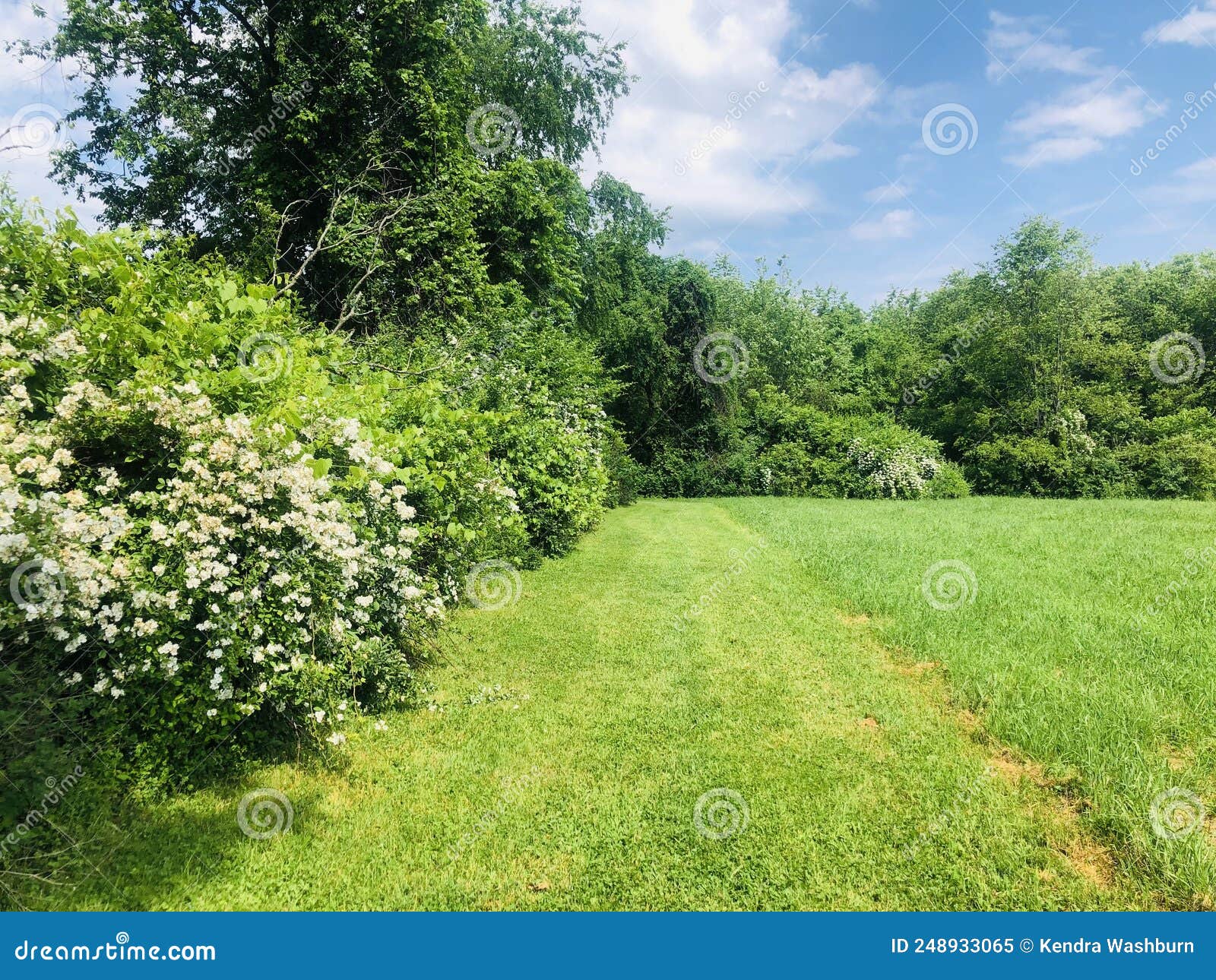 Summer walk in the Park stock image. Image of 2022, field - 248933065