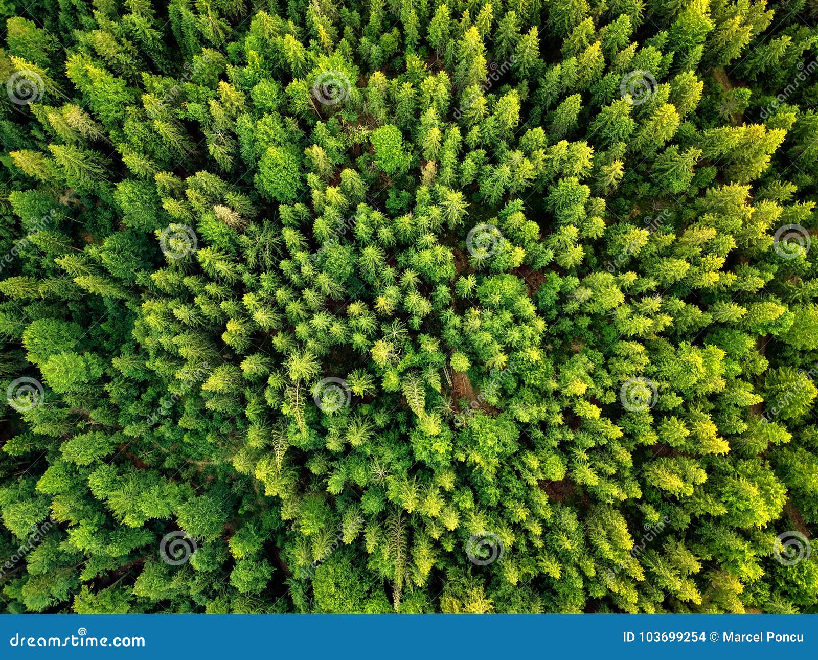 Summer Warm Sun Light Forest Aerial View Stock Photo - Image of light ...