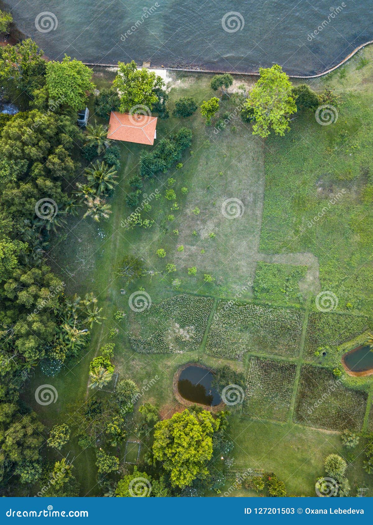 Summer Warm Sun Light Forest Aerial View Stock Image - Image of autumn ...