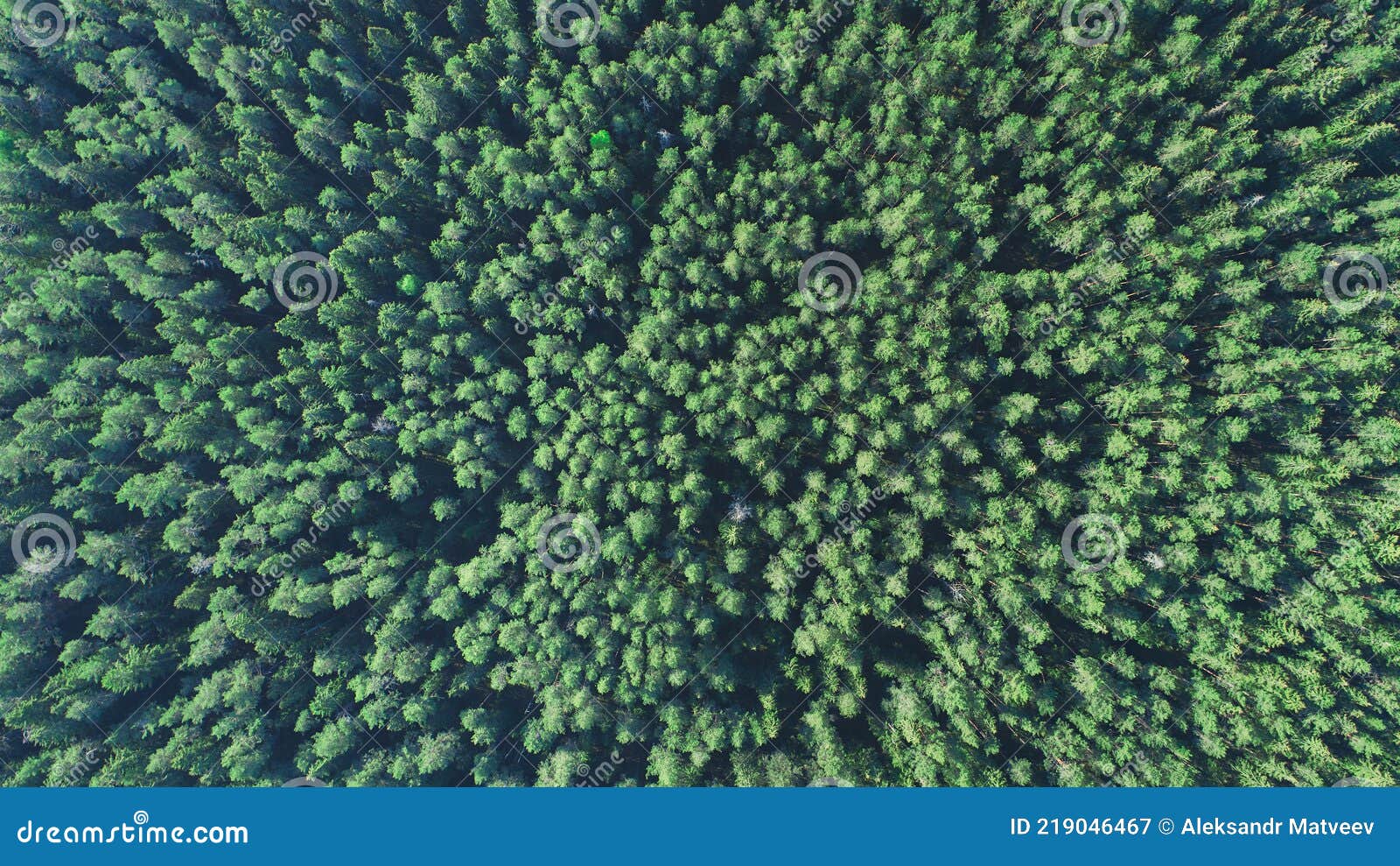 Summer Warm Sun Light Forest Aerial View Stock Image - Image of ...
