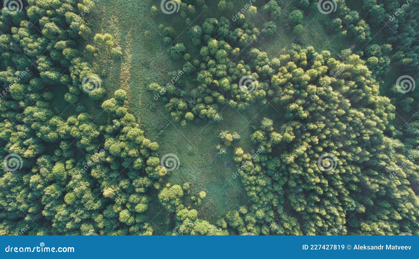 Summer Warm Sun Light Forest Aerial View As Summer Background, View ...