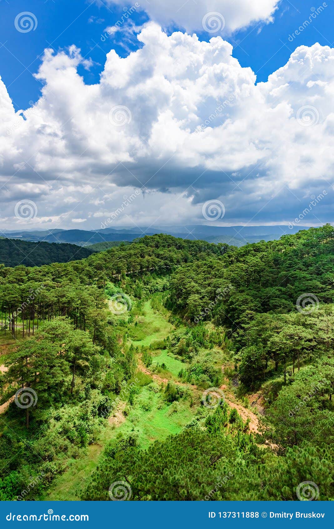 Forest view from above stock photo. Image of dalat, park - 137311888