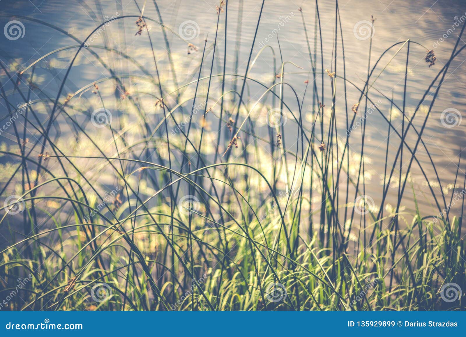 Summer Water Landscape of Grass Near Water Stock Image - Image of ...