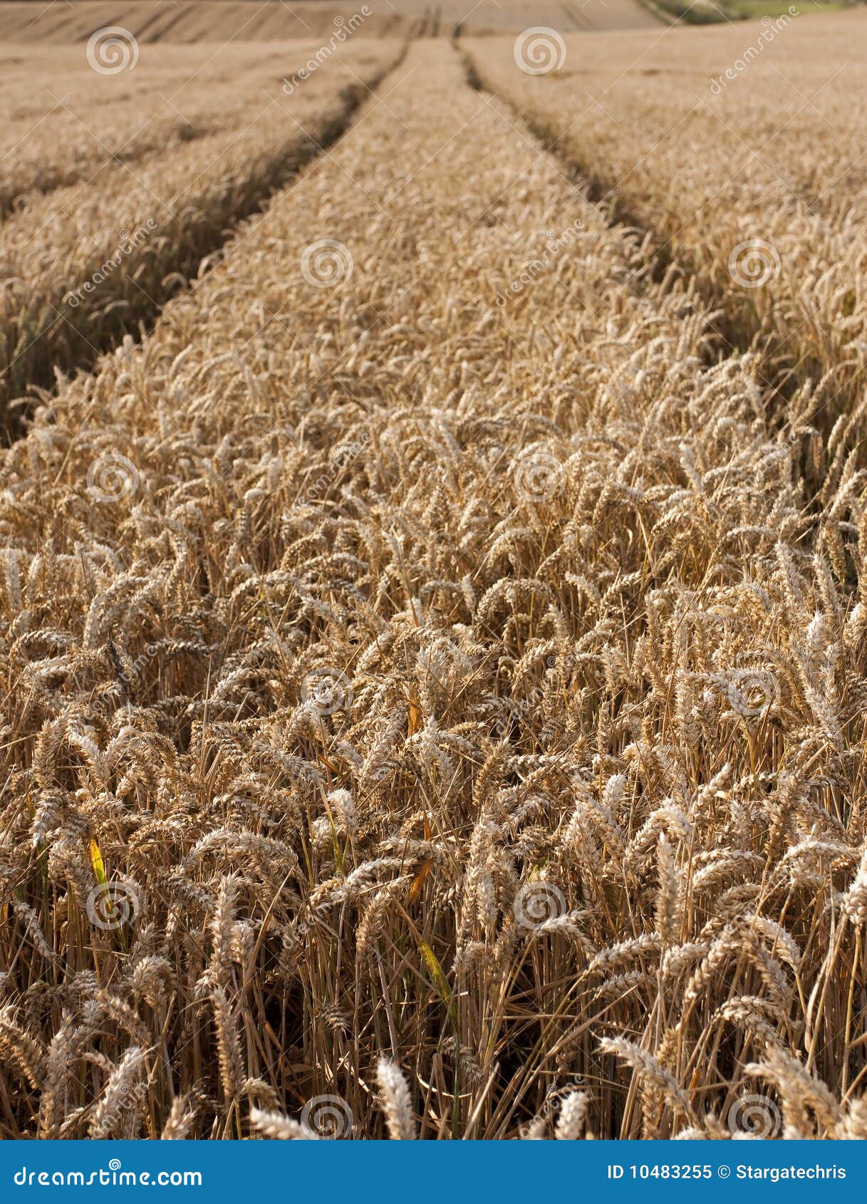 Summer Wheat 03 stock image. Image of harvest, grain - 10483255