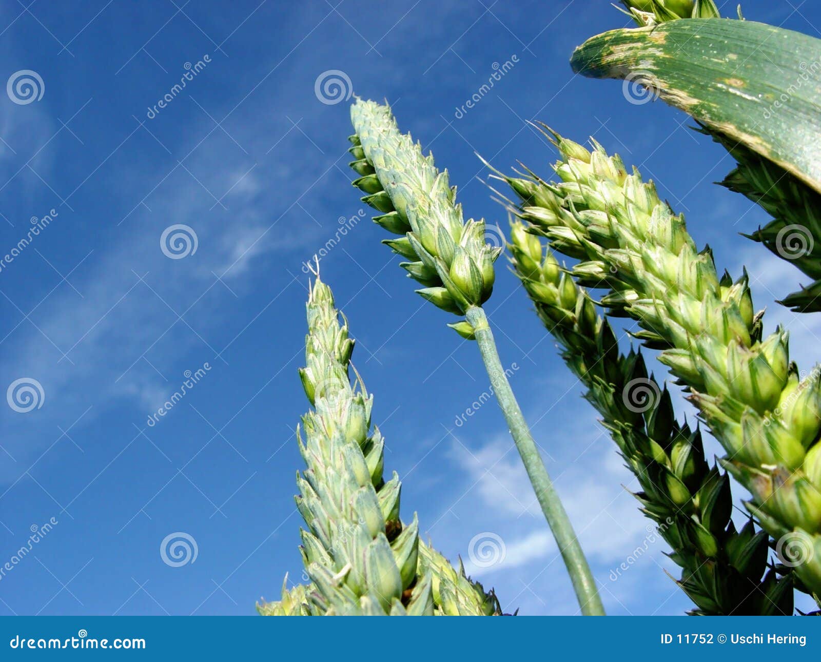 Summer wheat stock photo. Image of growing, flour, harmony - 11752